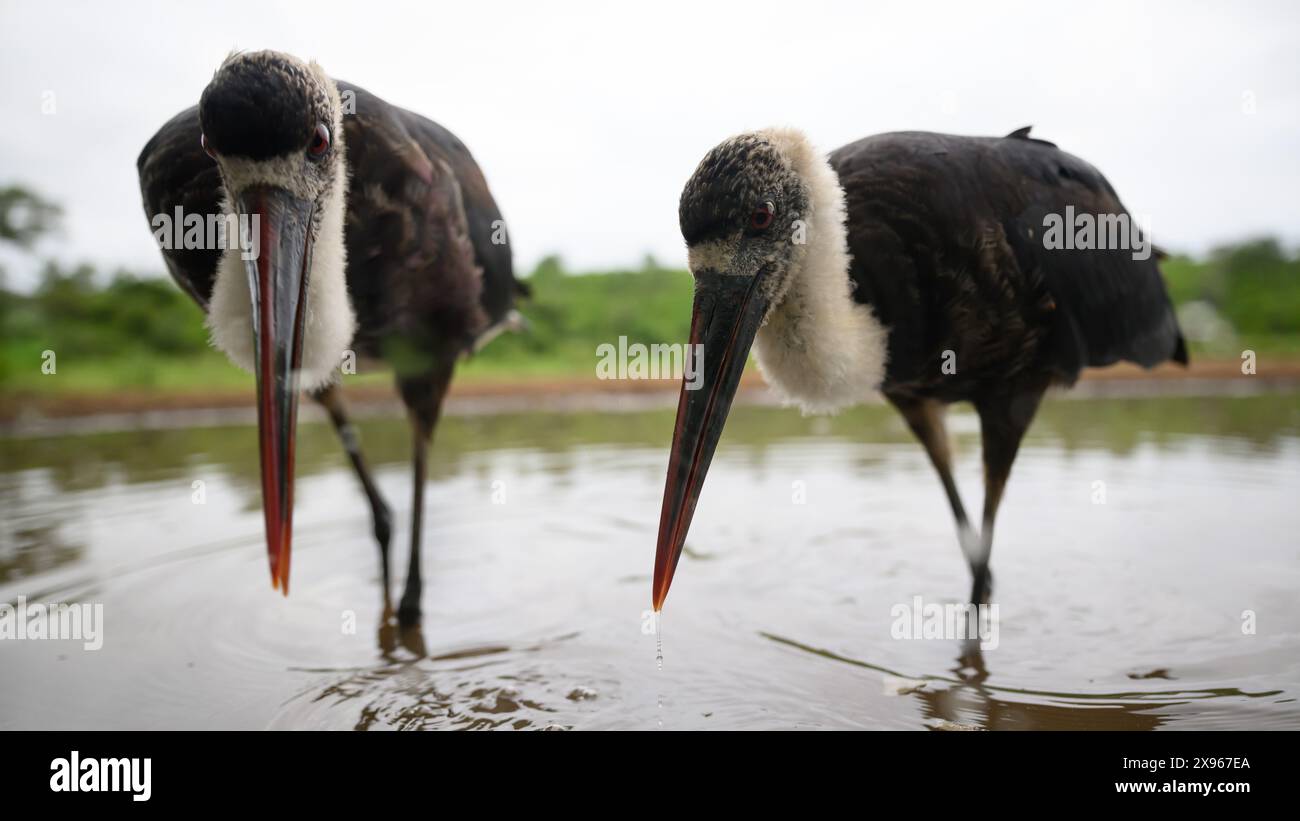 Woolly Necked Storks, South Africa, Africa Stock Photo - Alamy