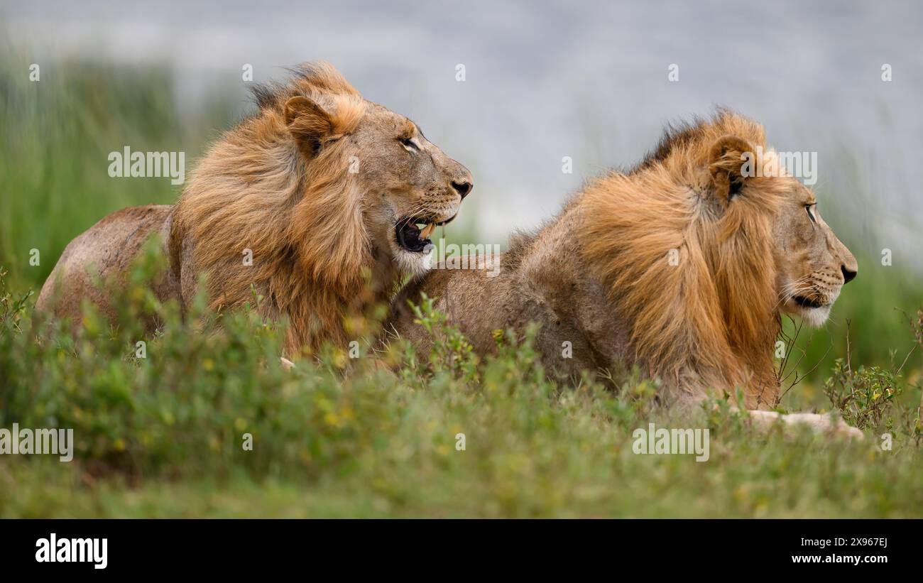 Lions, South Africa, Africa Stock Photo - Alamy