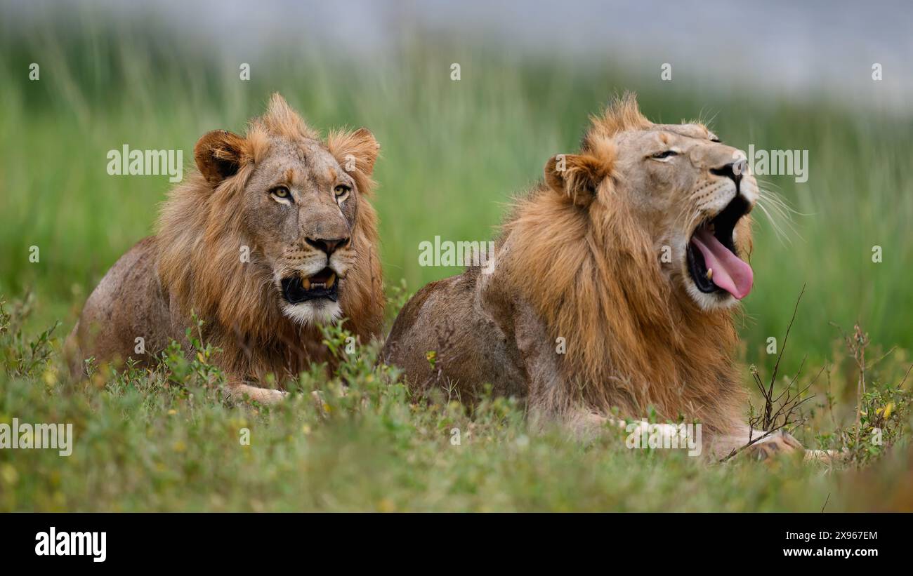 Lions of zululand hi-res stock photography and images - Alamy