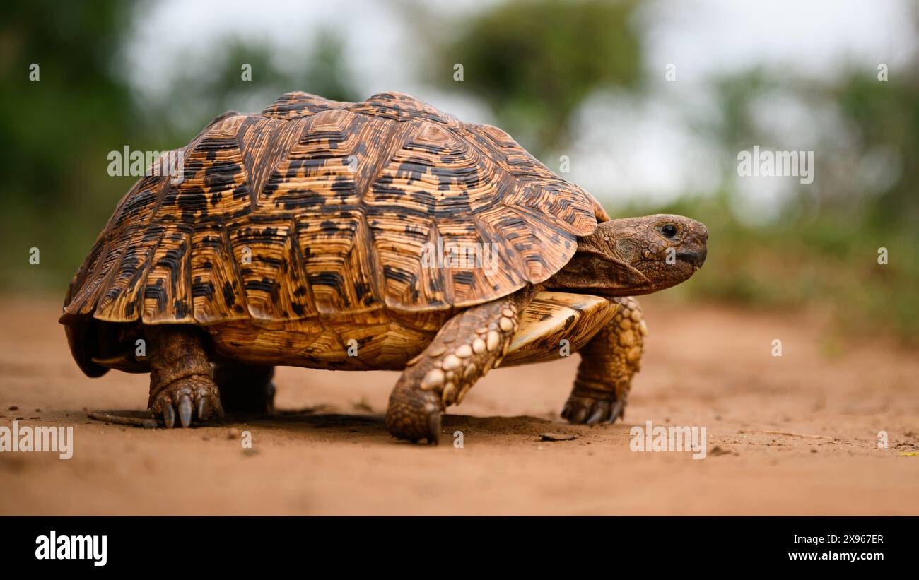 Leopard tortoise, South Africa, Africa Stock Photo - Alamy