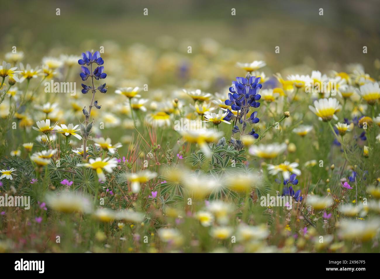 Wild flowers, Santorini, Cyclades, Greek Islands, Greece, Europe Stock ...