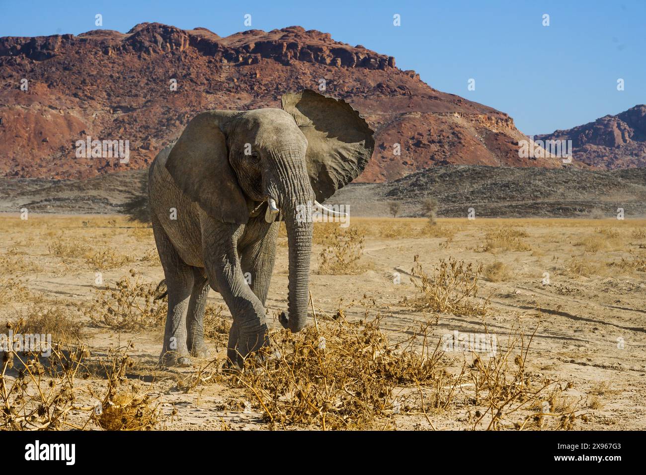 Desert Adapted African Elephant, Namibia, Africa Stock Photo - Alamy