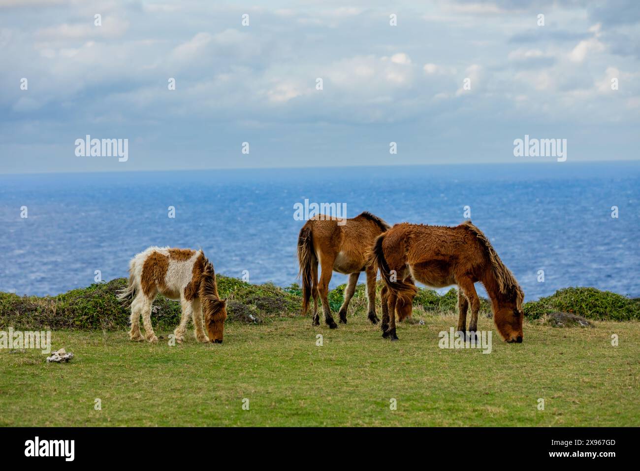 Wild ponies on Yonaguni Island, Yaeyama Islands, Japan, Asia Stock ...