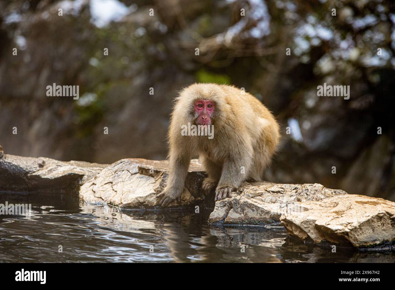 Snow Monkeys at Snow Monkey Park, Jigokudani, Nagano Prefecture, Honshu ...