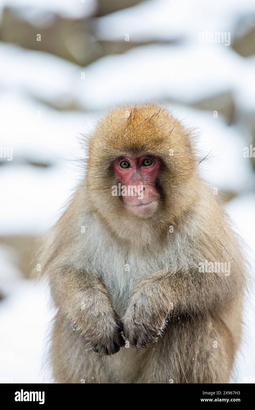 Snow Monkeys at Snow Monkey Park, Jigokudani, Nagano Prefecture, Honshu ...