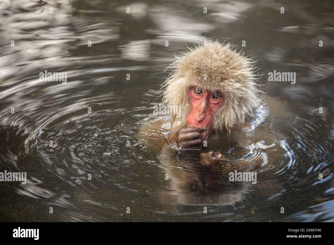 Snow Monkeys at Snow Monkey Park, Jigokudani, Nagano Prefecture, Honshu ...