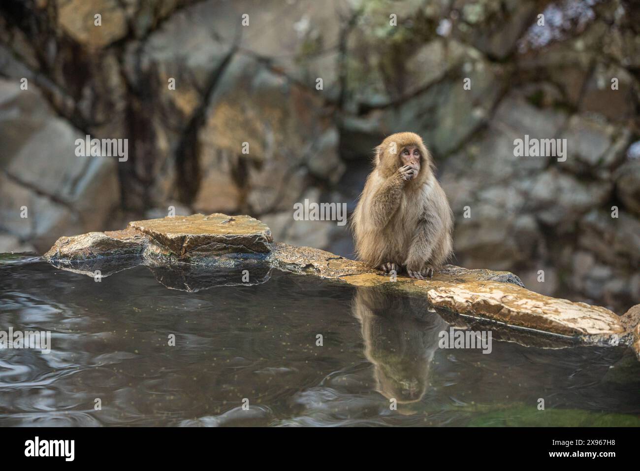 Snow Monkeys at Snow Monkey Park, Jigokudani, Nagano Prefecture, Honshu ...