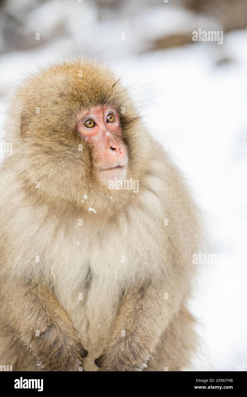 Snow Monkeys at Snow Monkey Park, Jigokudani, Nagano Prefecture, Honshu ...