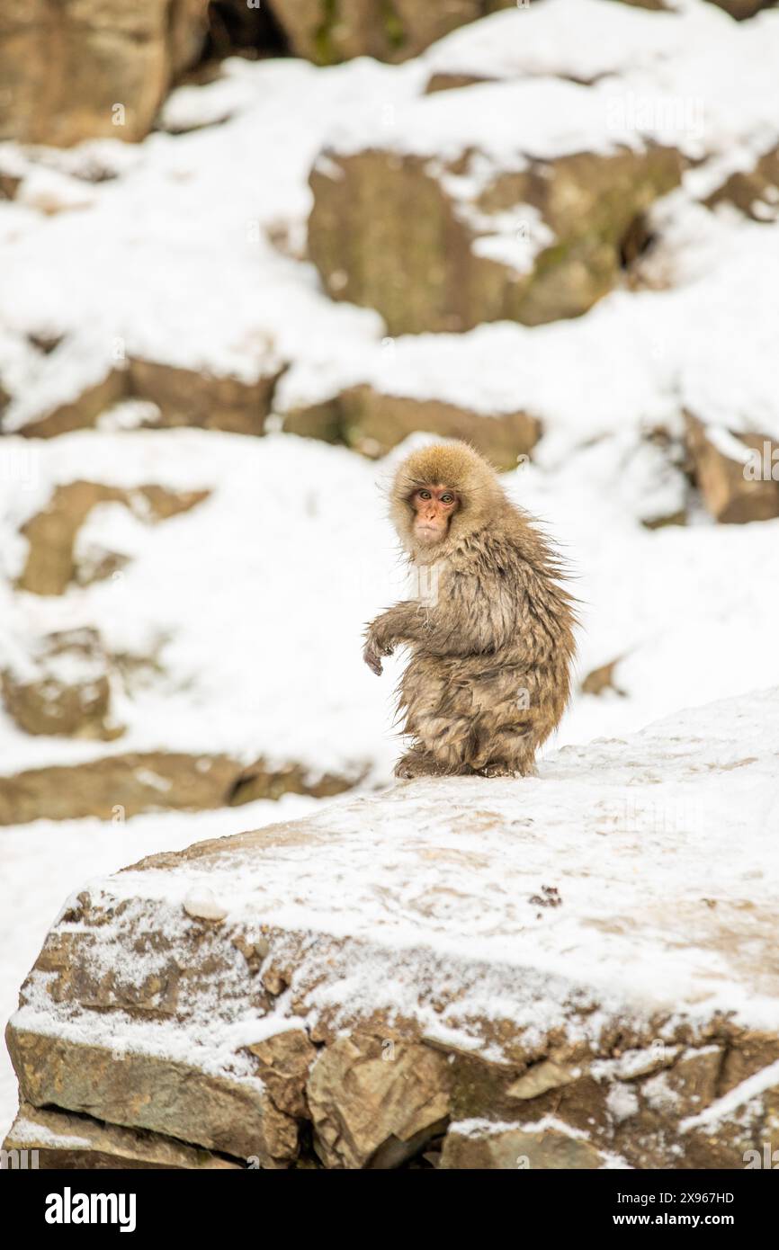 Snow Monkeys at Snow Monkey Park, Jigokudani, Nagano Prefecture, Honshu ...