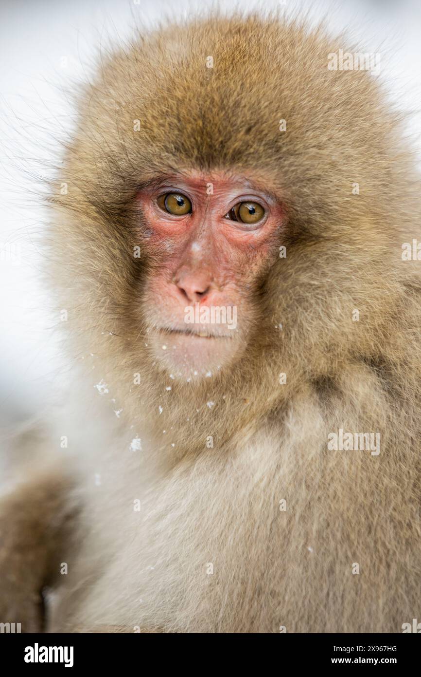 Snow Monkeys at Snow Monkey Park, Jigokudani, Nagano Prefecture, Honshu ...
