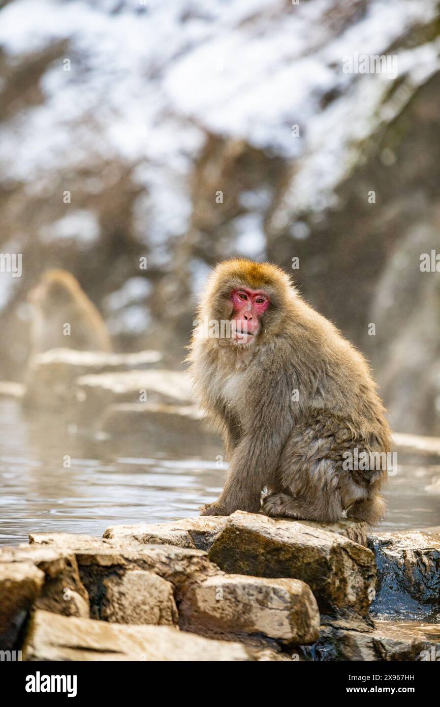 Snow Monkeys at Snow Monkey Park, Jigokudani, Nagano Prefecture, Honshu ...