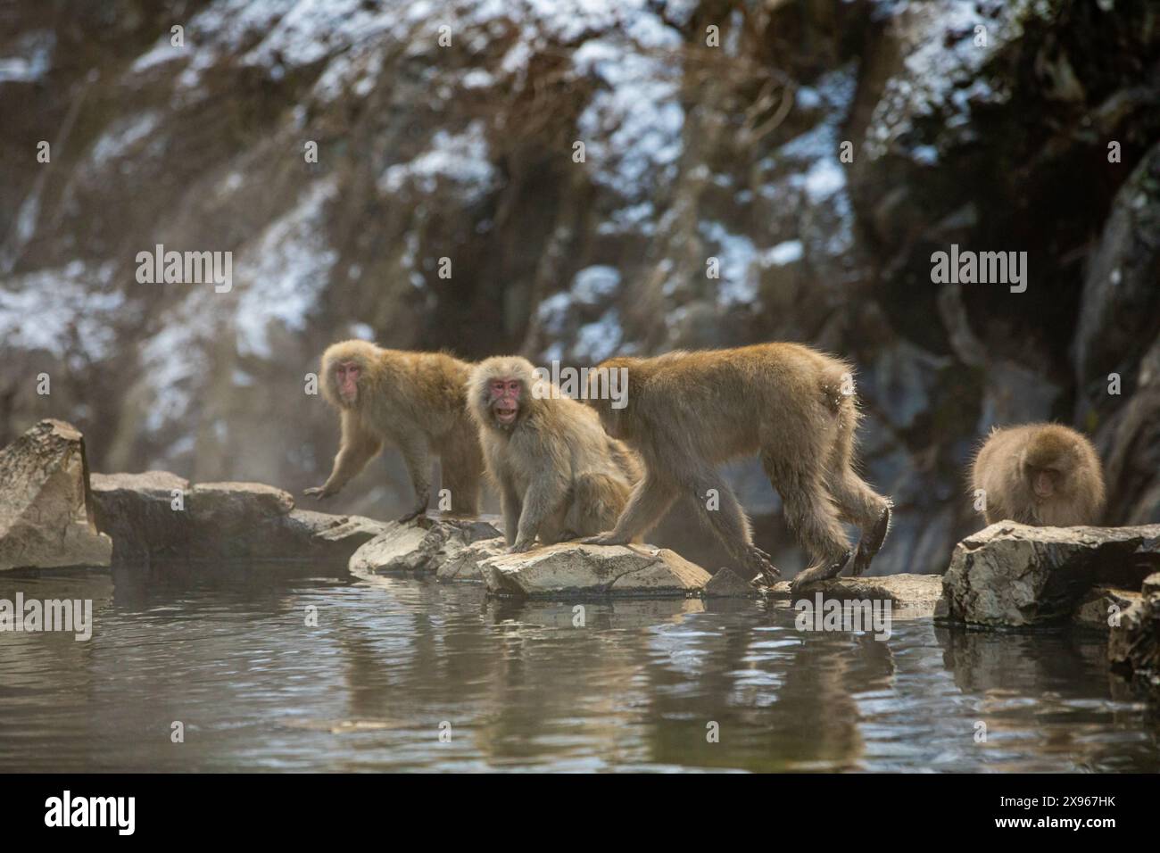 Snow Monkeys at Snow Monkey Park, Jigokudani, Nagano Prefecture, Honshu ...