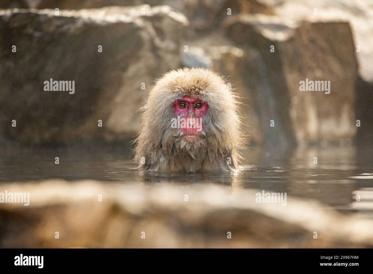 Snow Monkeys at Snow Monkey Park, Jigokudani, Nagano Prefecture, Honshu ...