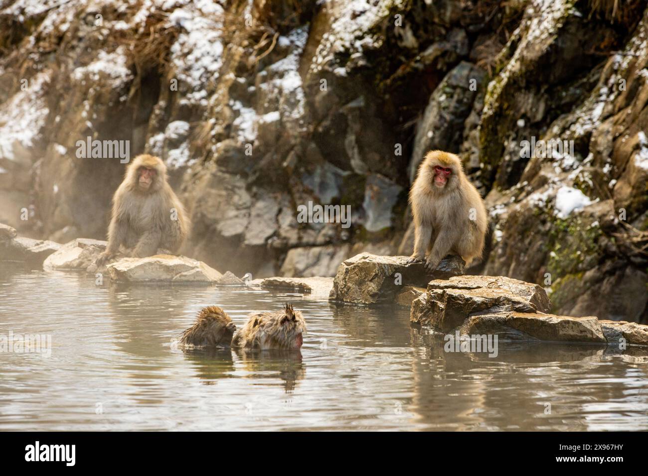 Snow Monkeys at Snow Monkey Park, Jigokudani, Nagano Prefecture, Honshu ...