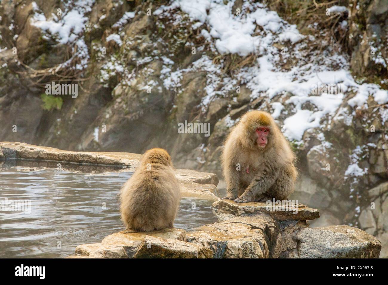 Snow Monkeys at Snow Monkey Park, Jigokudani, Nagano Prefecture, Honshu ...
