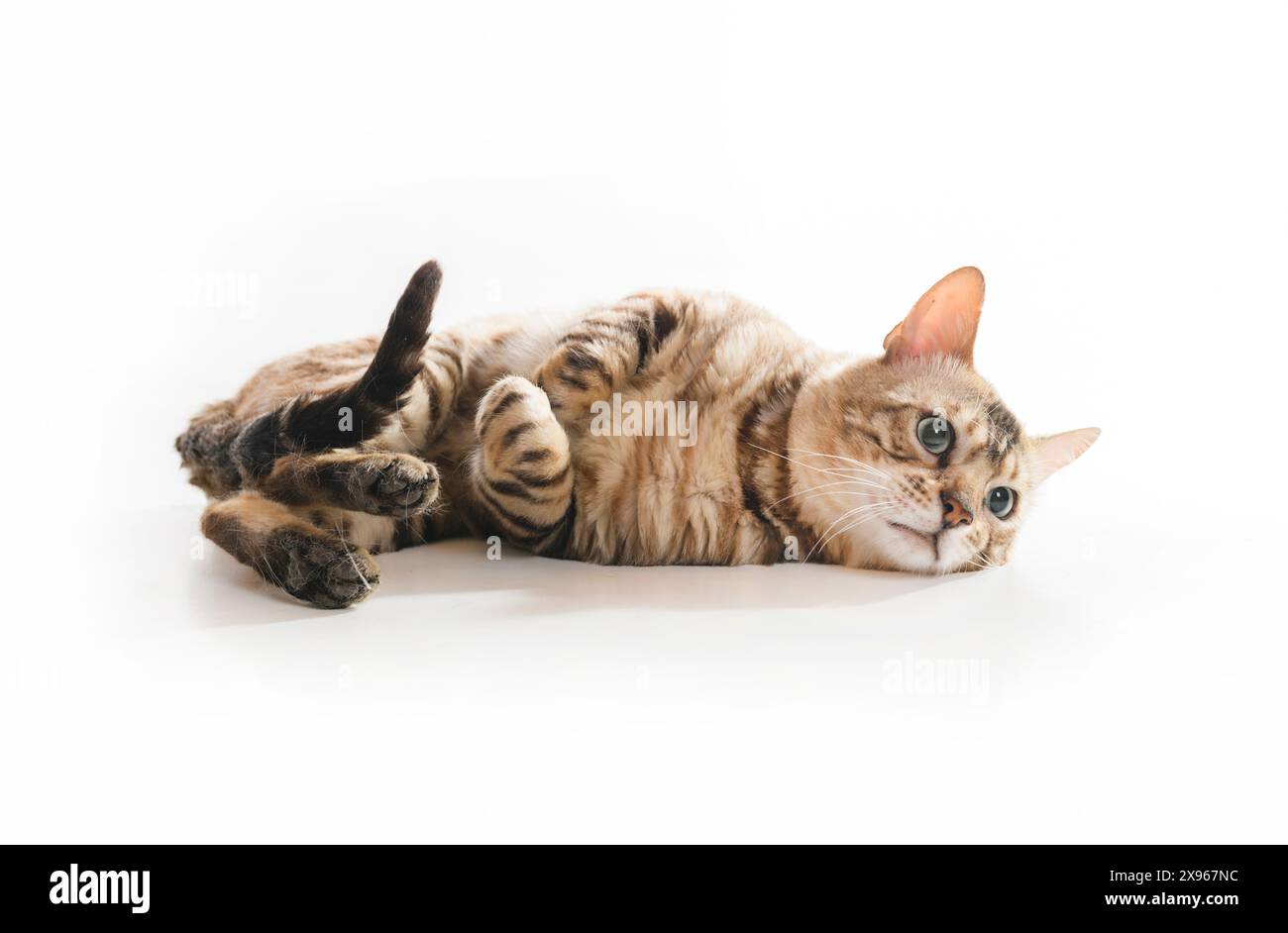 Pretty snow bengal cat hi-res stock photography and images - Alamy