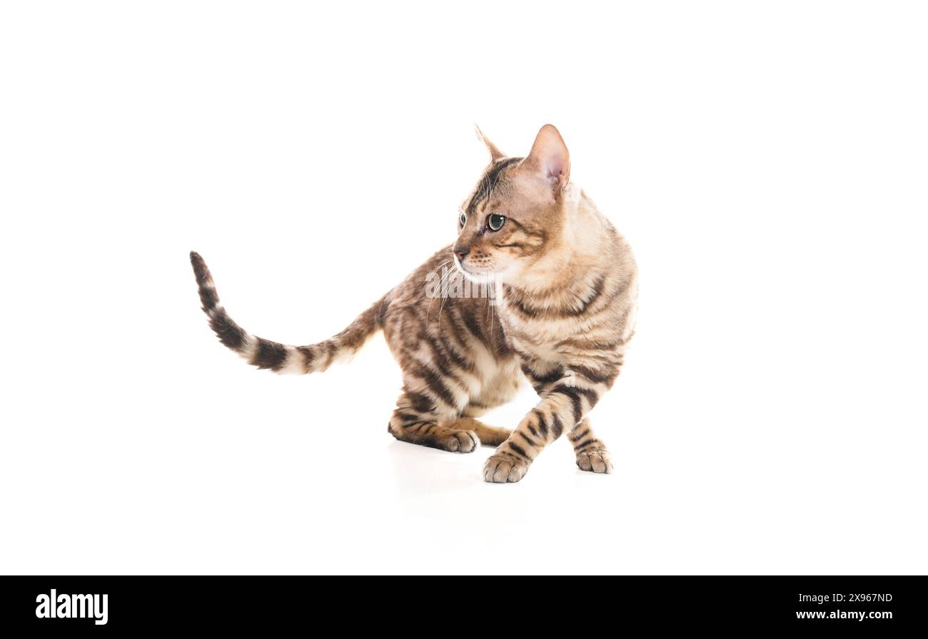 Snow White bengal posing on the white surface Stock Photo - Alamy