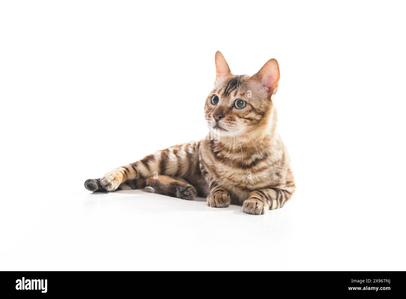 Snow White bengal posing on the white surface Stock Photo - Alamy