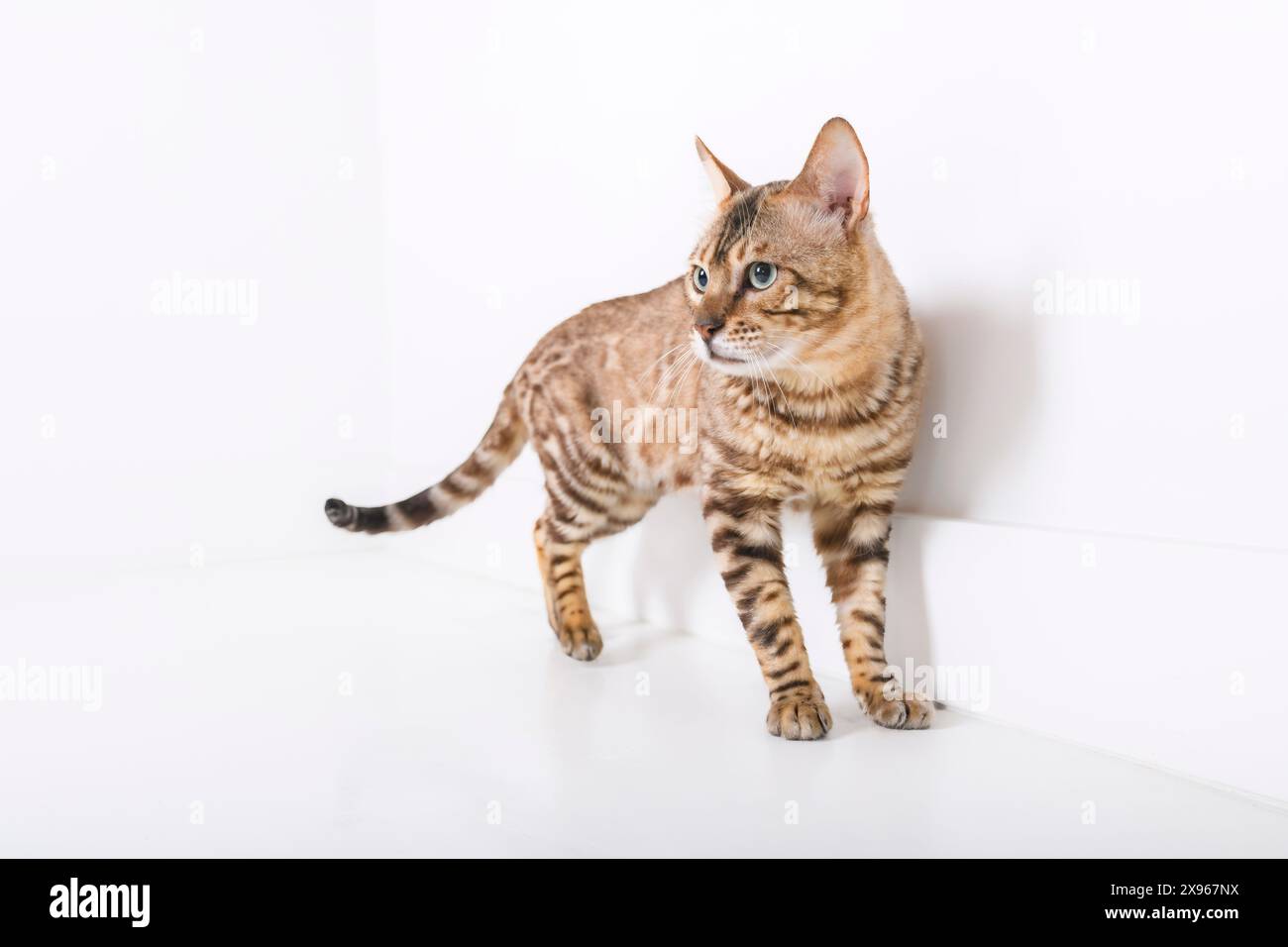 Snow White bengal posing on the white surface Stock Photo - Alamy