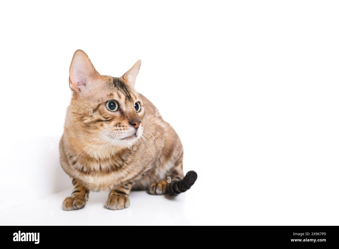 Snow White bengal posing on the white surface Stock Photo - Alamy