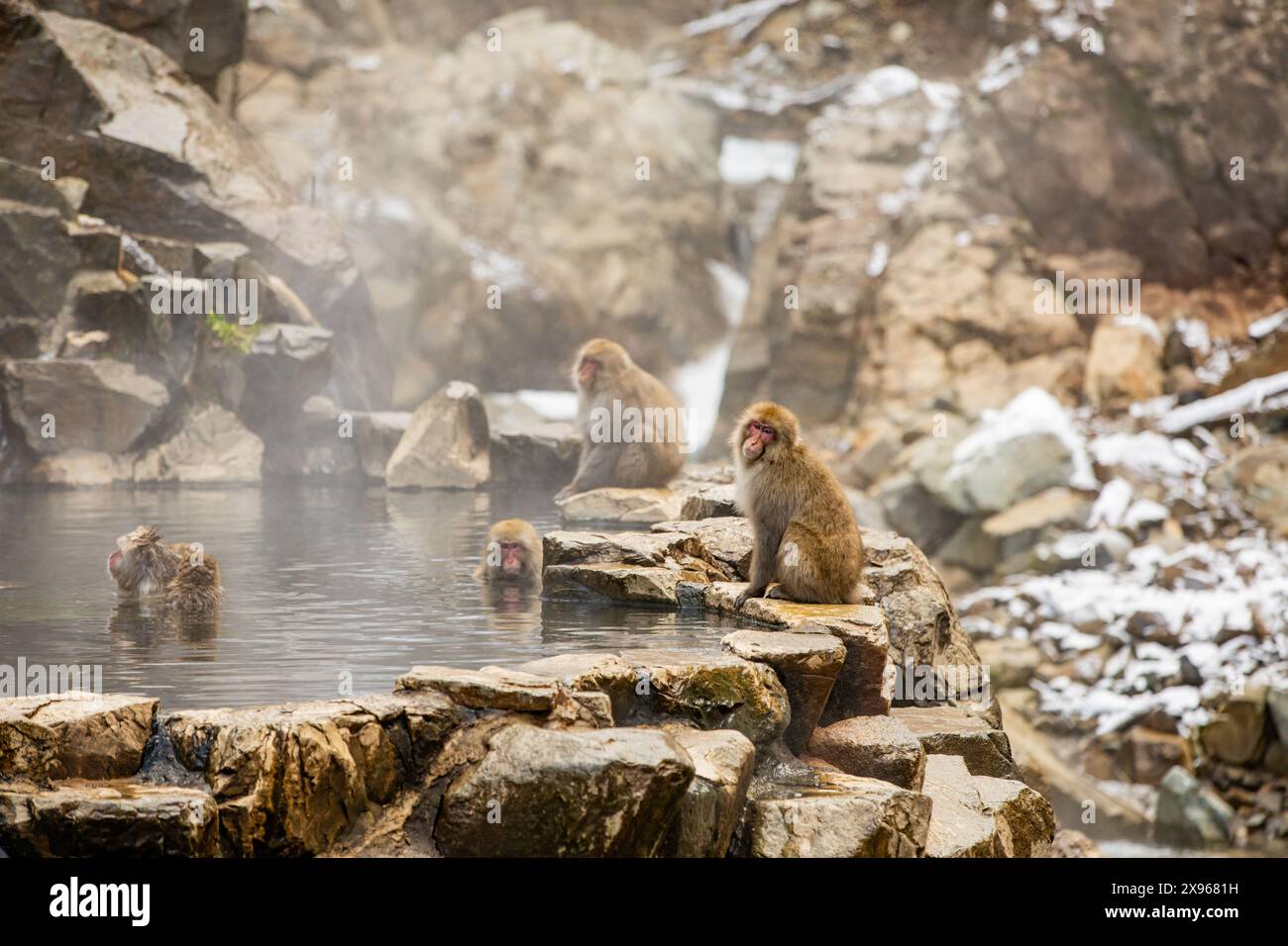 Snow Monkeys at Snow Monkey Park, Jigokudani, Nagano Prefecture, Honshu ...