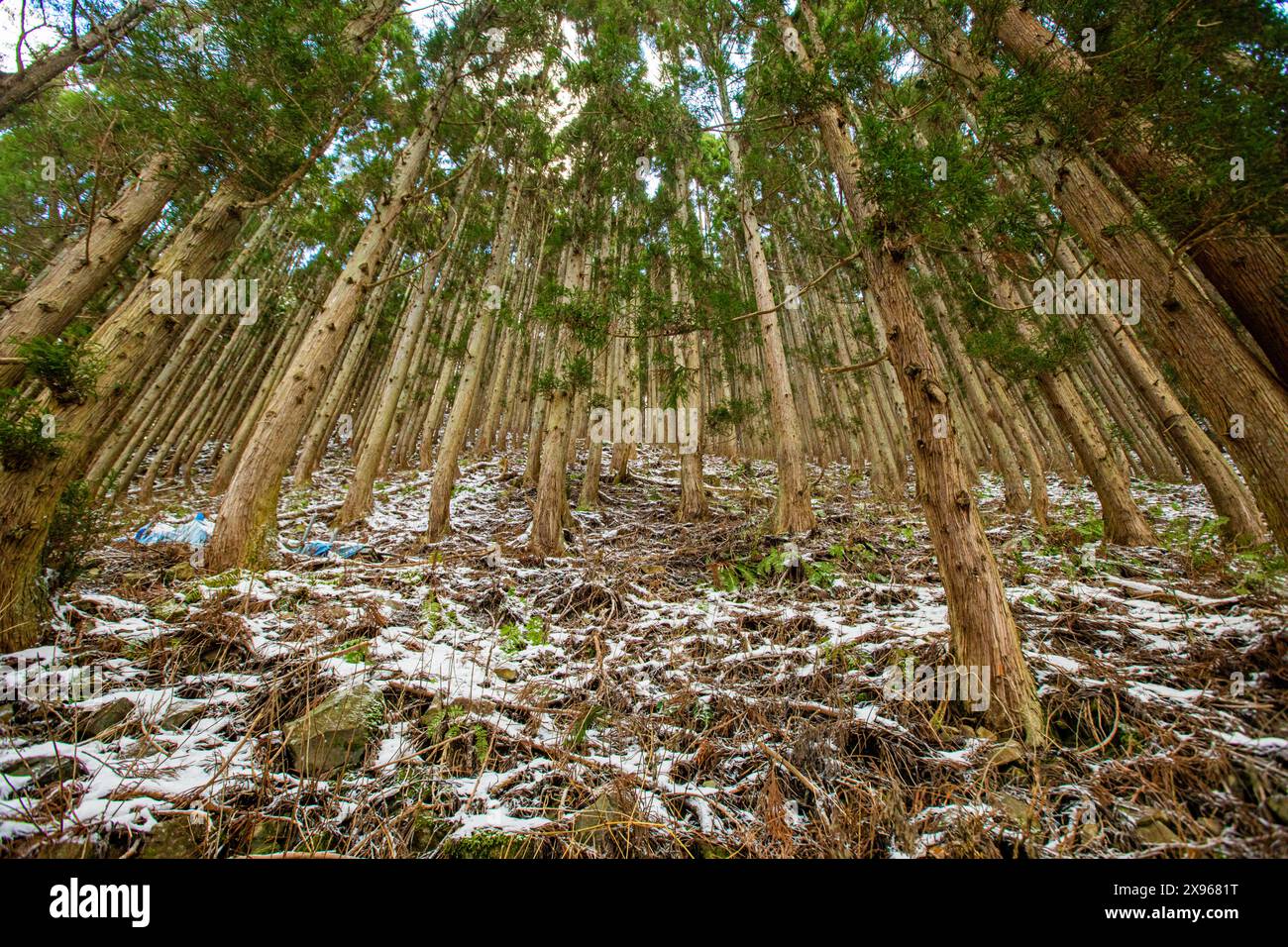 Forest in Hakuba, Nagano Prefecture, Honshu, Japan, Asia Stock Photo ...