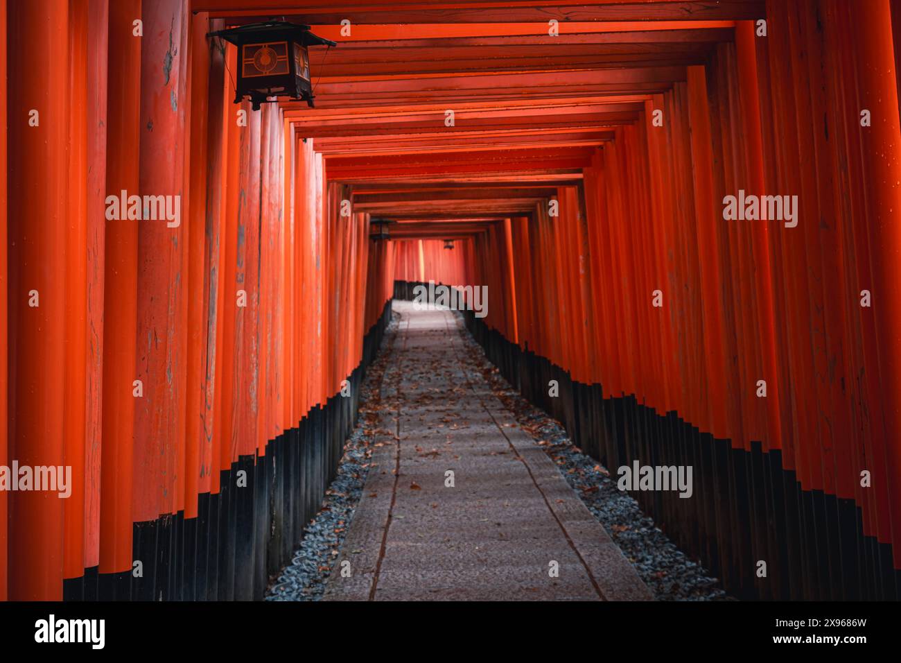 The red Torii Gates tunnel at Fushimi Inari Taisha shrine in Kyoto ...