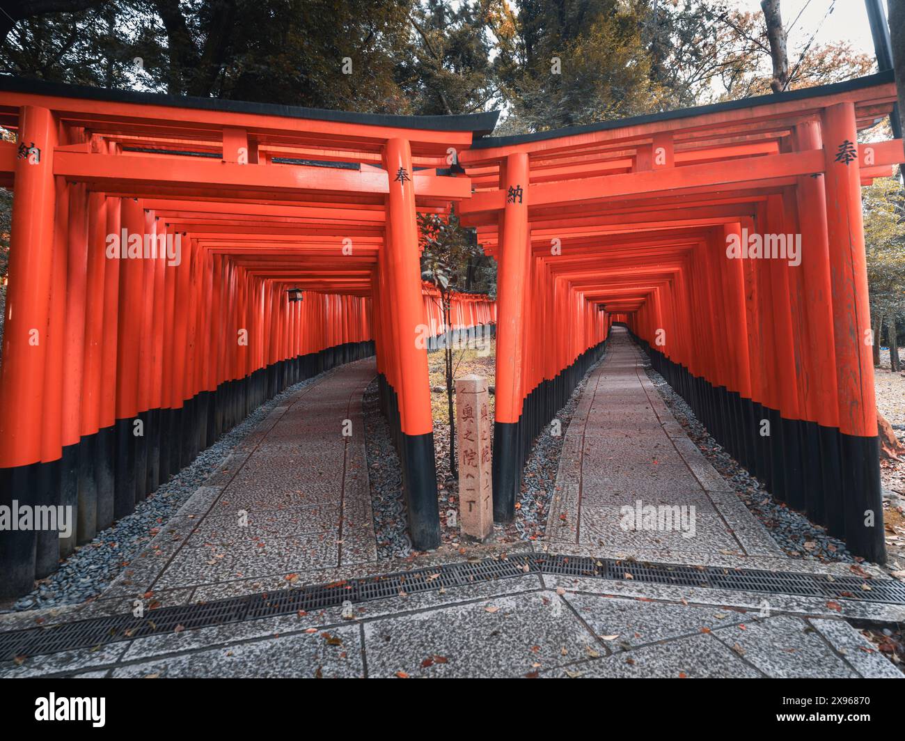 The red Torii Gates at Fushimi Inari Taisha shrine in Kyoto, Honshu ...