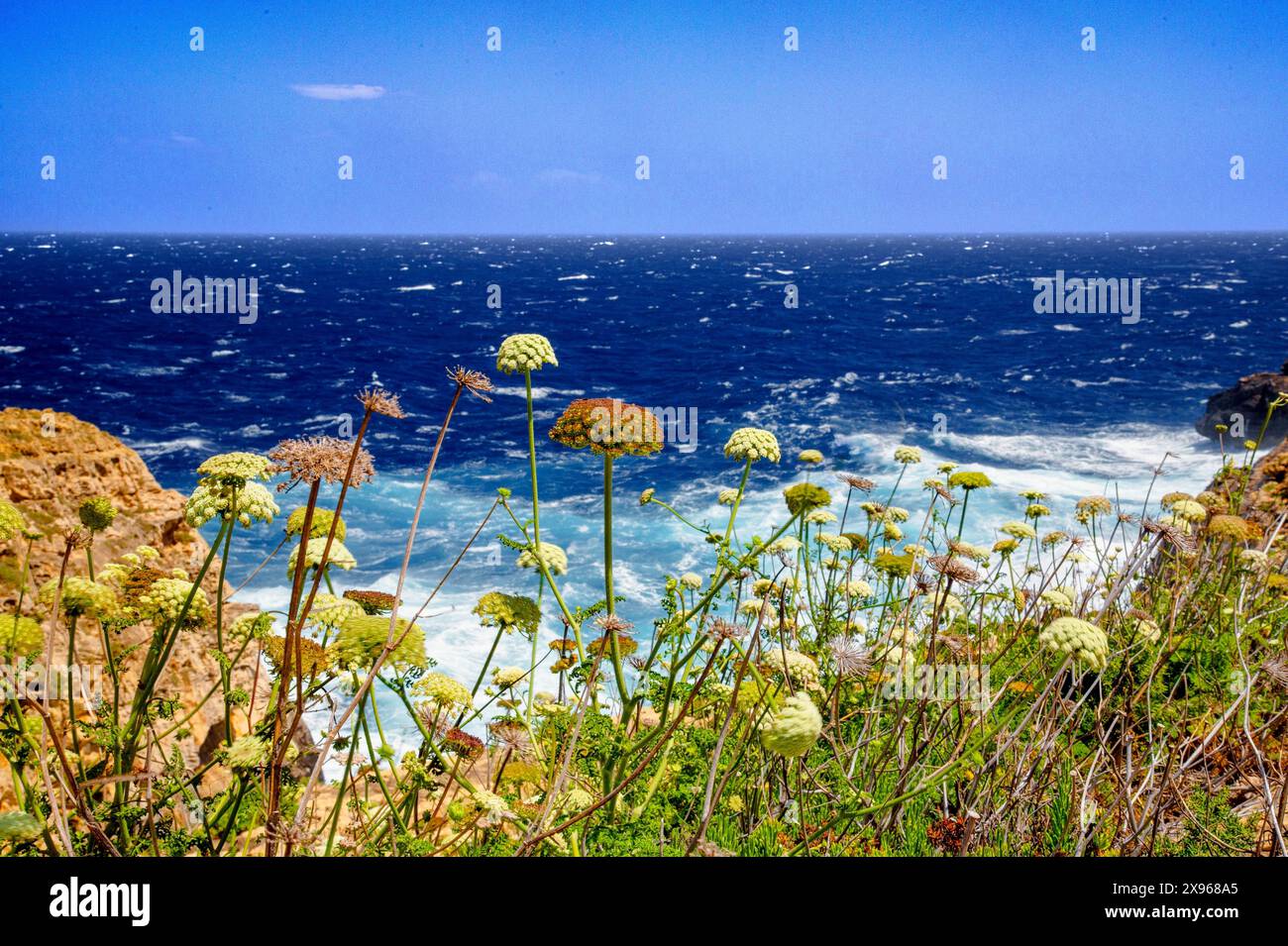 Gozo malta wild flowers hi-res stock photography and images - Alamy