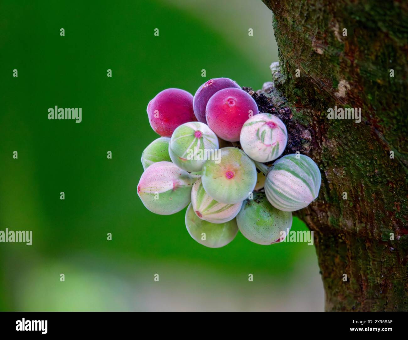 Wild Clown Figs (Ficus Aspera) growing at Southlands Park, Warwick ...