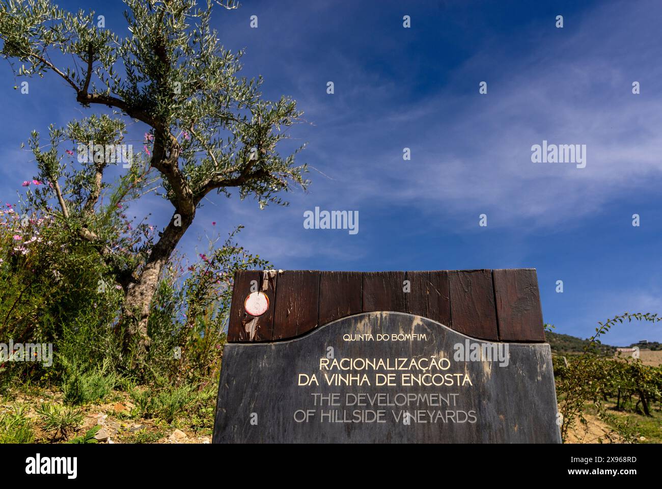 Port wine vineyards and wineries in the Douro Valley region in Pinhao ...