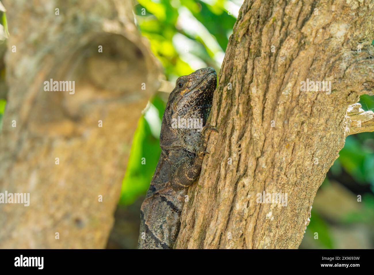 View of large iguana, Tulum, Quintana Roo, Caribbean Coast, Yucatan ...