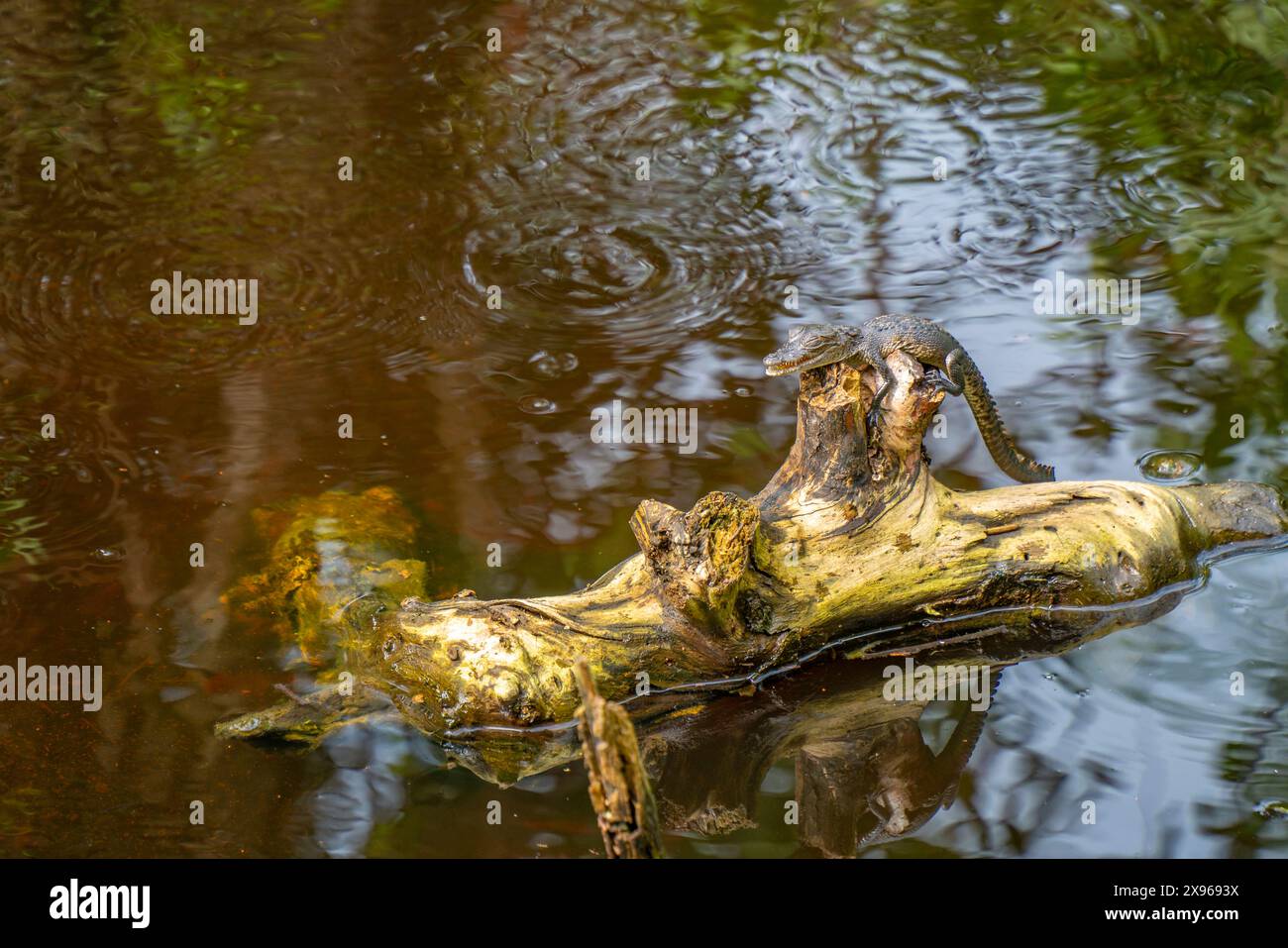 View of baby crocodile in swamp near Puerto Morelos, Quintana Roo ...