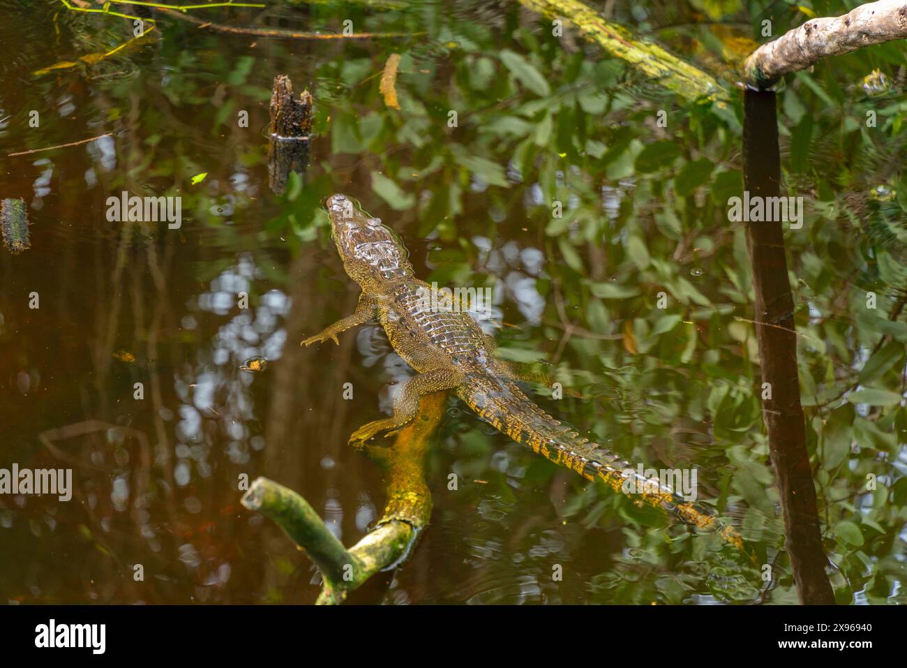 View of crocodile in swamp near Puerto Morelos, Quintana Roo, Caribbean ...