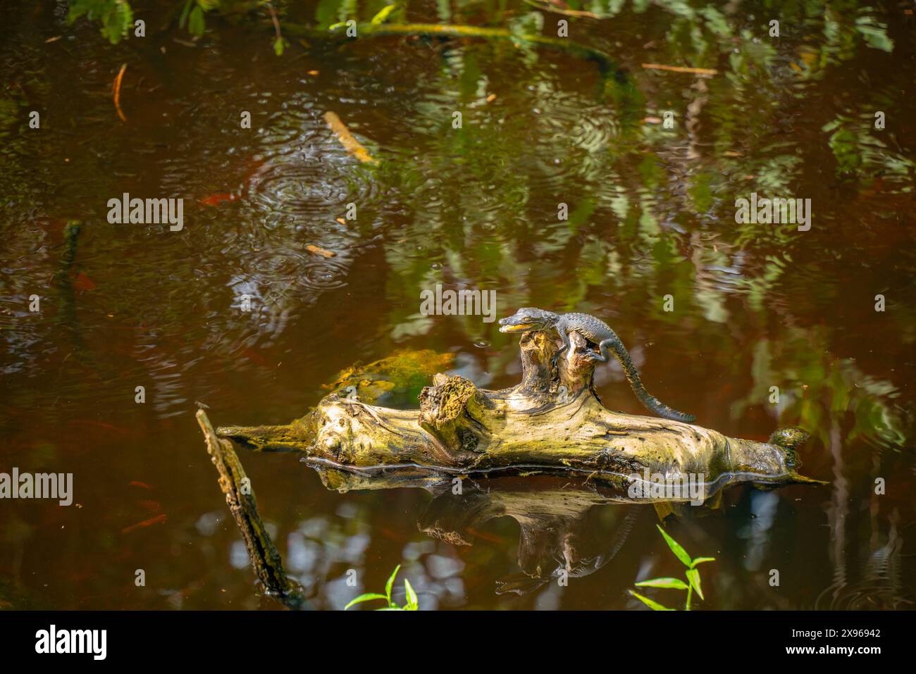 View of baby crocodile in swamp near Puerto Morelos, Caribbean Coast ...