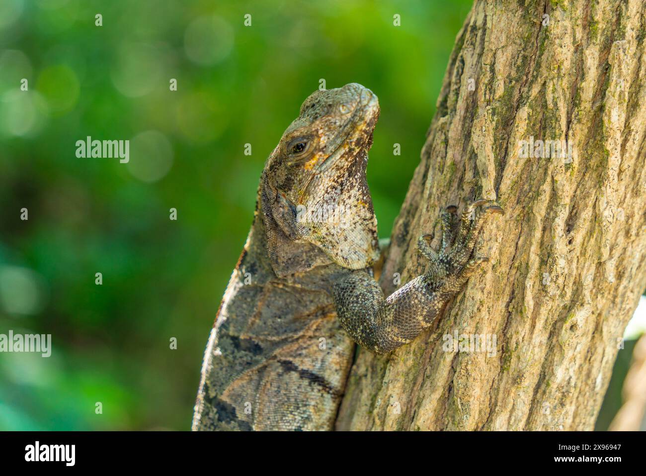 View of large iguana, Tulum, Quintana Roo, Caribbean Coast, Yucatan ...