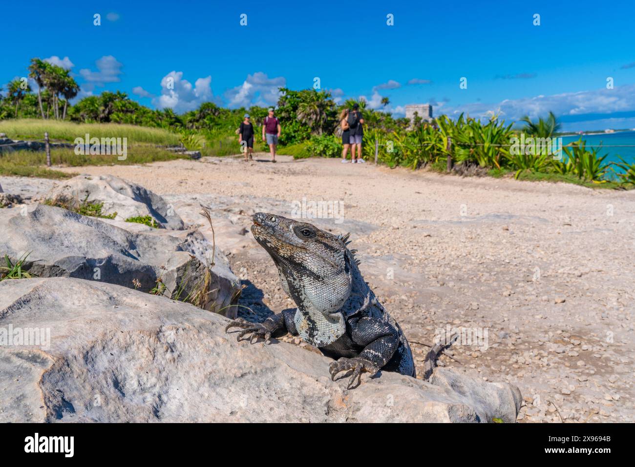 View of iguana and tourists at Mayan Temple ruins, Tulum, Quintana Roo ...