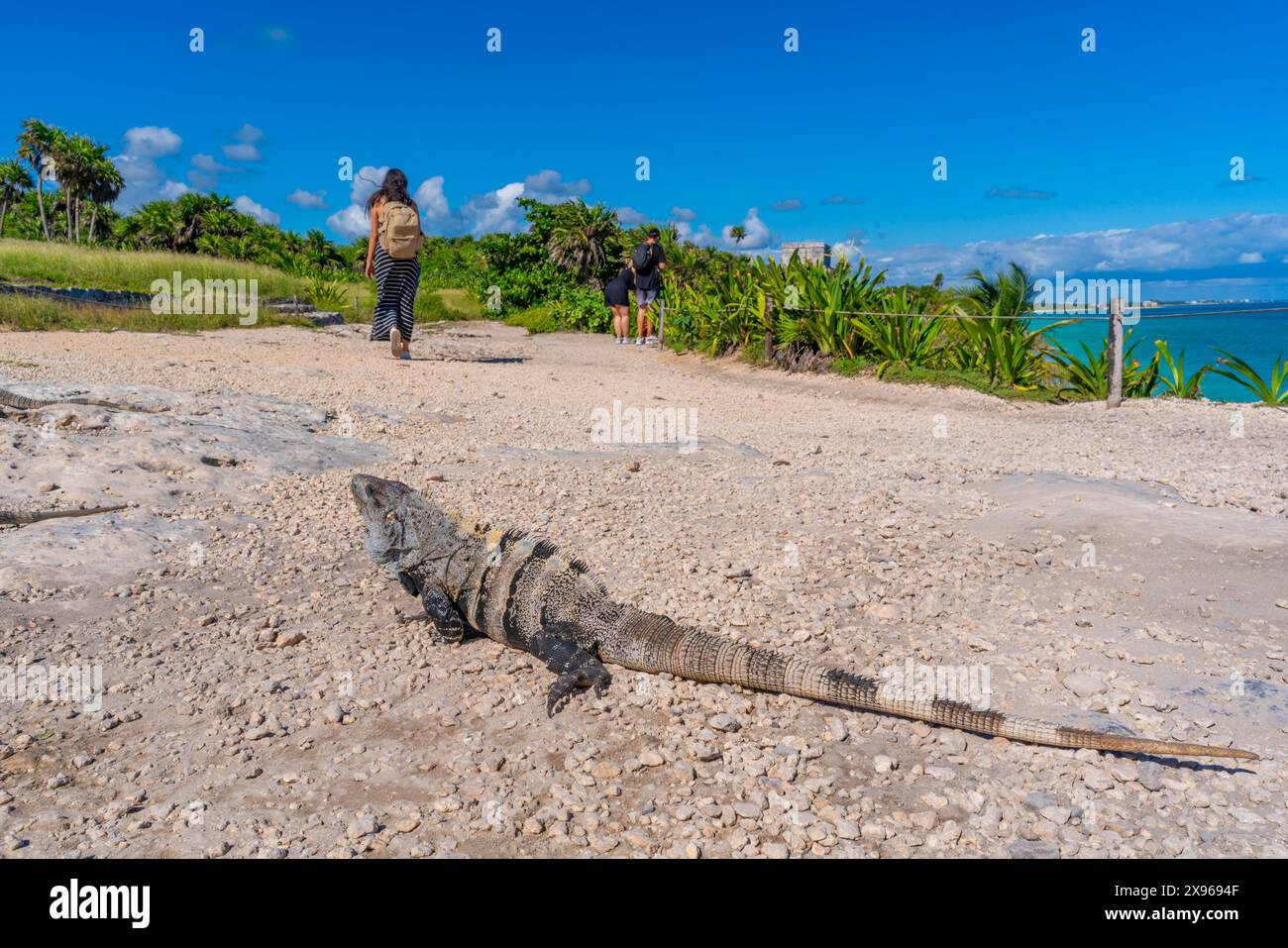 View of iguana and tourists at Mayan Temple ruins, Tulum, Quintana Roo ...