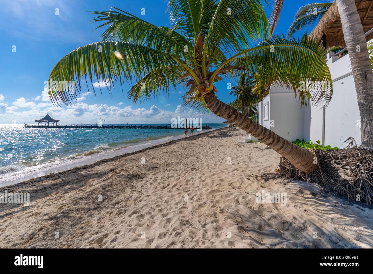 View of palm trees on beach at Puerto Morelos, Caribbean Coast, Yucatan ...