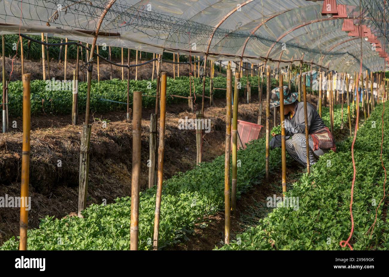 First nation Karen farmers working in fruit and flower polytunnel in ...