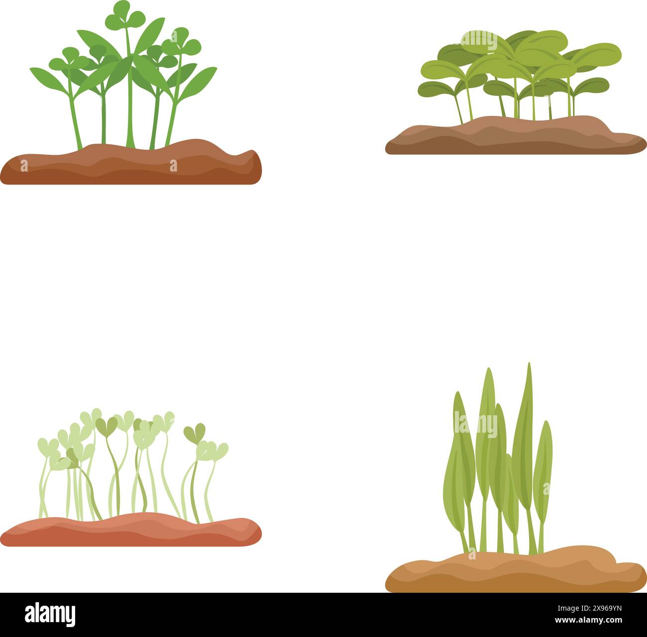 Four stages of plant growth from sprouting to mature plant, on white ...
