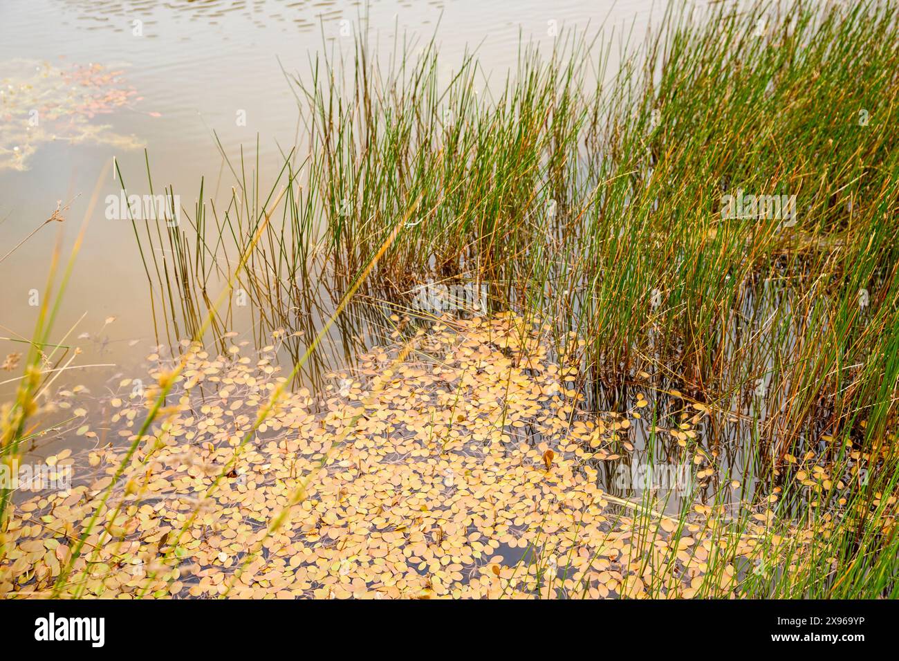 Reeds and floating aquatic plant in farm pond in New Zealand Stock ...