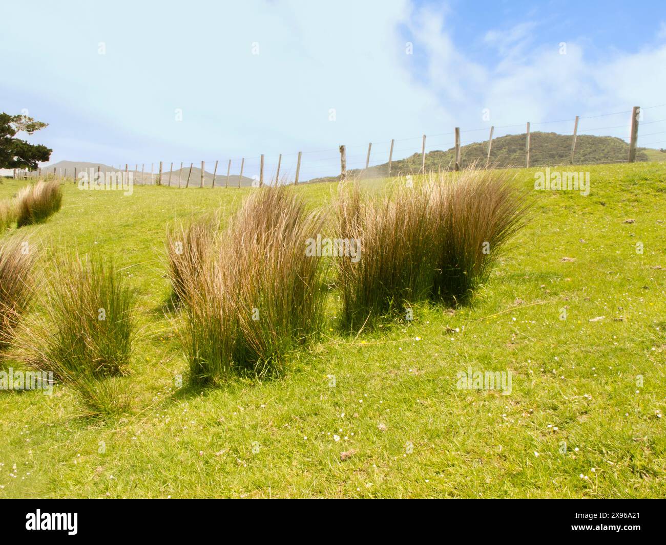 Rural scene with clumps red tussock and fence at top of slope on New ...