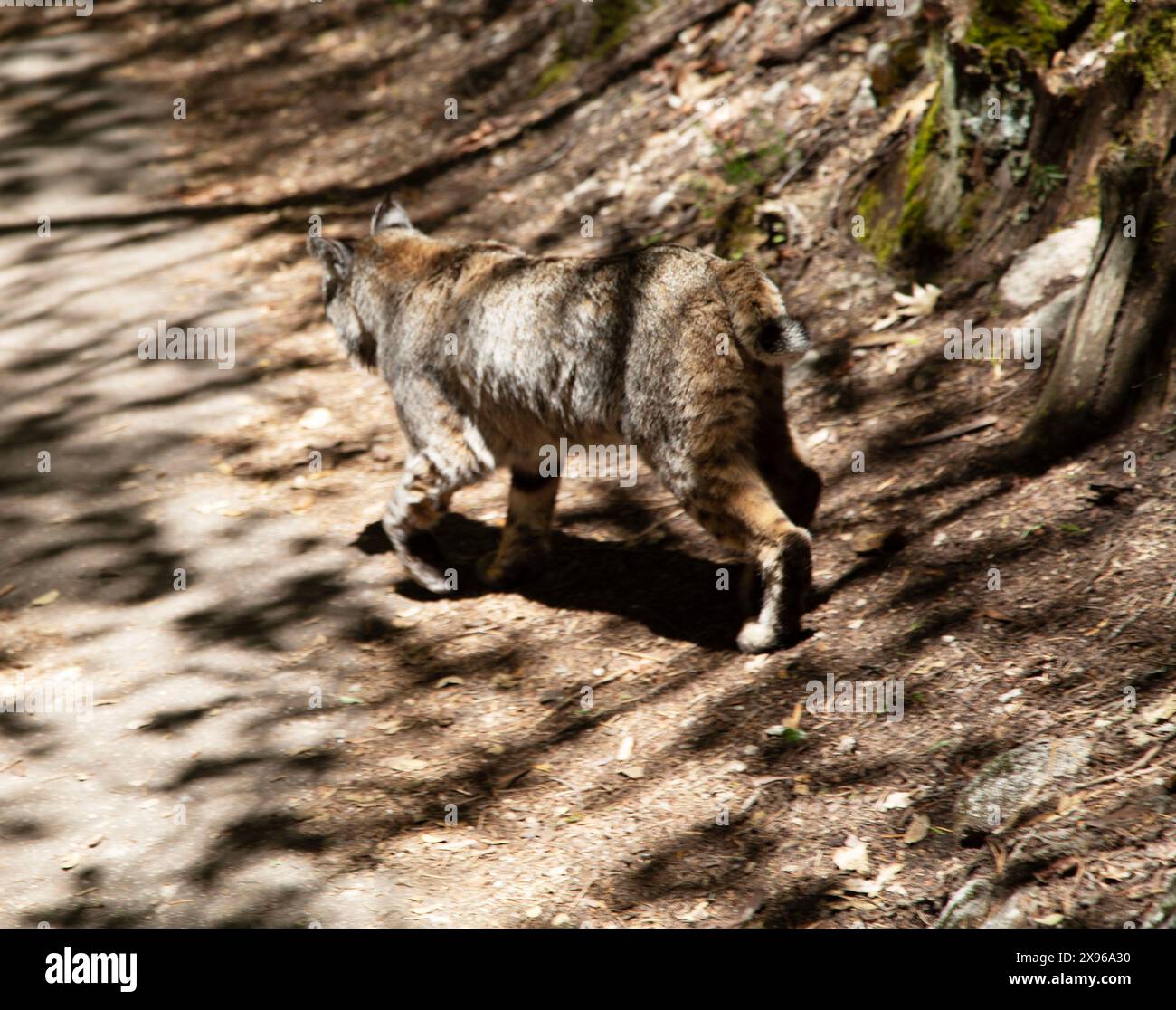 Bobcat, Yosemite Valley, Yosemite National Park, California, USA Stock ...
