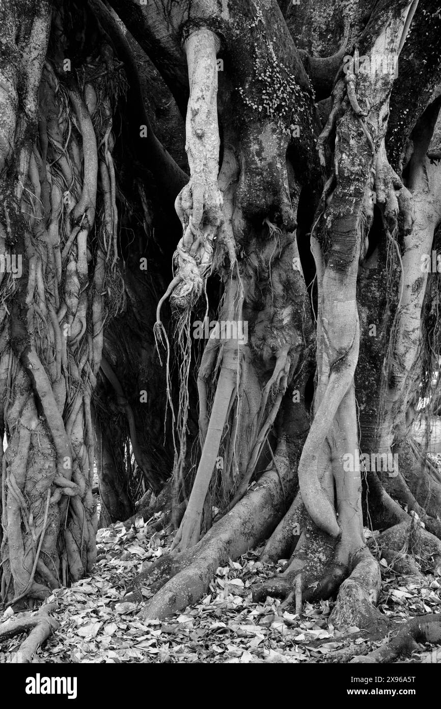 New Zealand, North Island, Auckland, Davenport, The Moreton Bay fig ...
