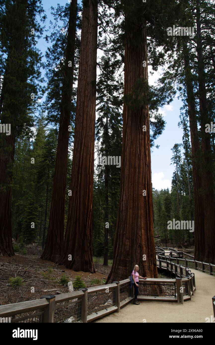 Giant Sequoia Trees, Mariposa Grove, Yosemite National Park, California ...