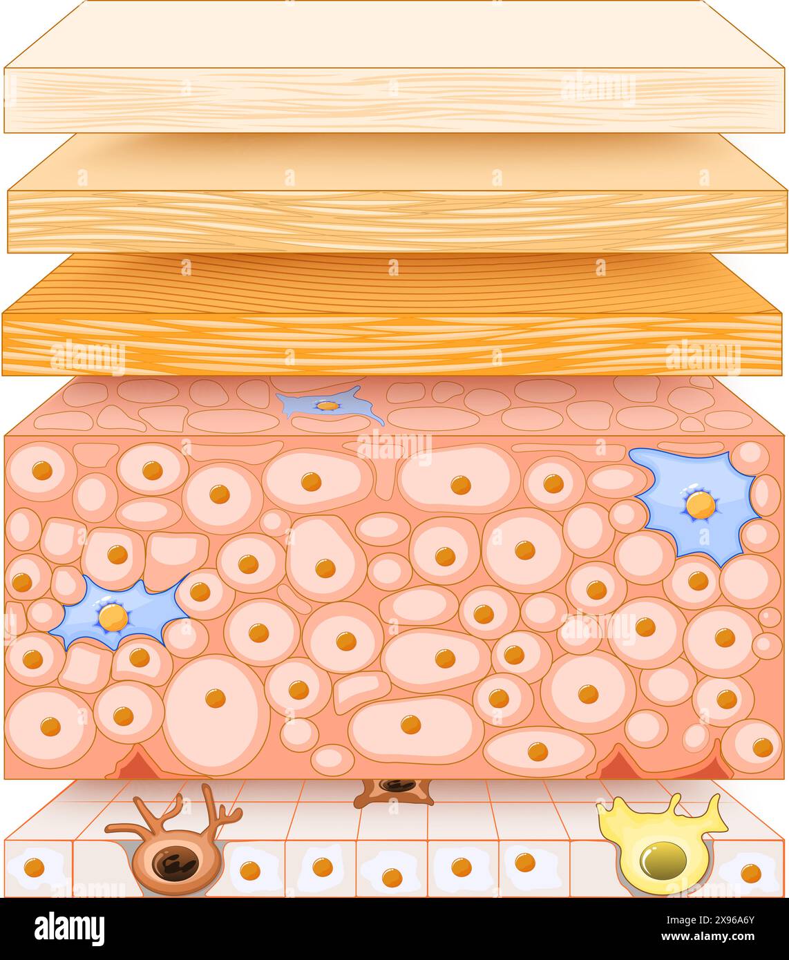 Epidermis Structure Skin Anatomy Cell And Layers Of A Human Skin