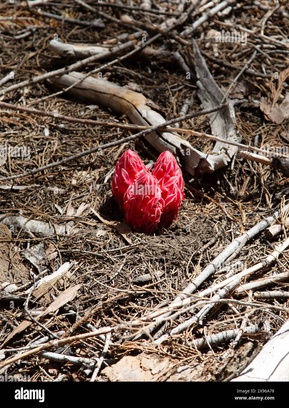 The Snow Flower, Sarcodes sanguinea, a dicot, is a perennial herb ...