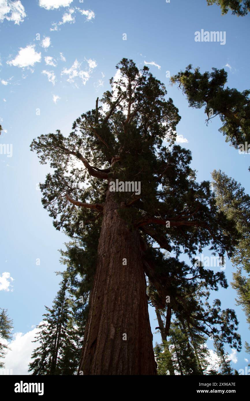 Grizzly Giant Sequoia Tree, Mariposa Grove, Yosemite National Park ...