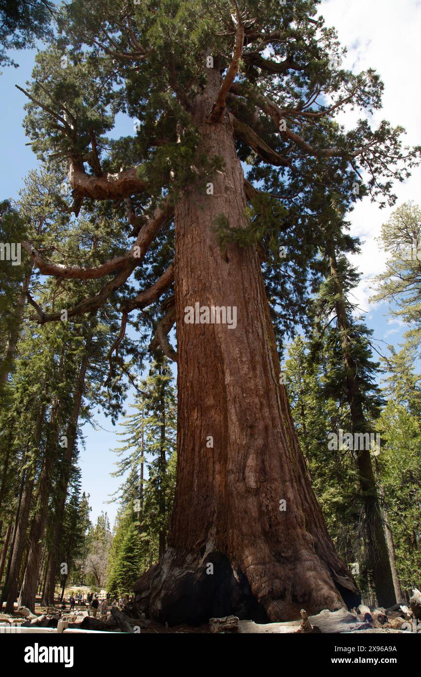 Grizzly Giant Sequoia Tree, Mariposa Grove, Yosemite National Park ...